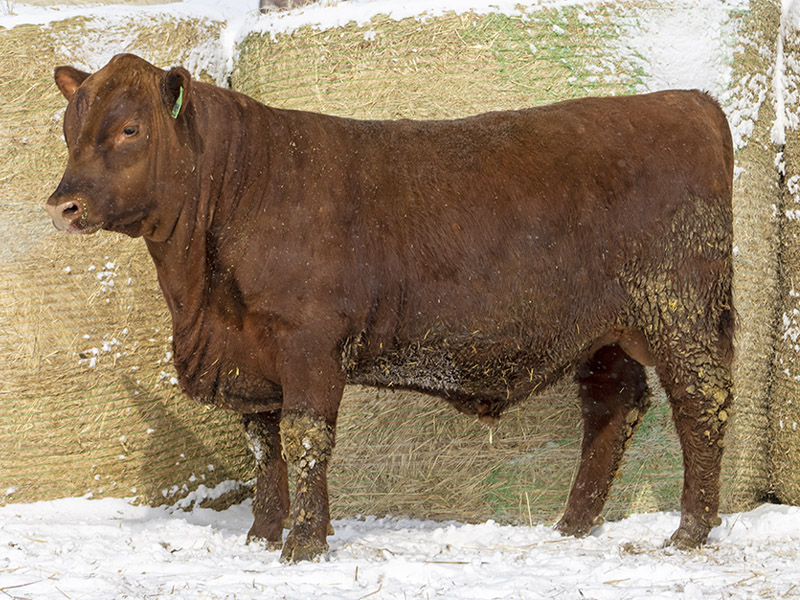 FISCHER BMW 1841 | RED ANGUS CATTLE