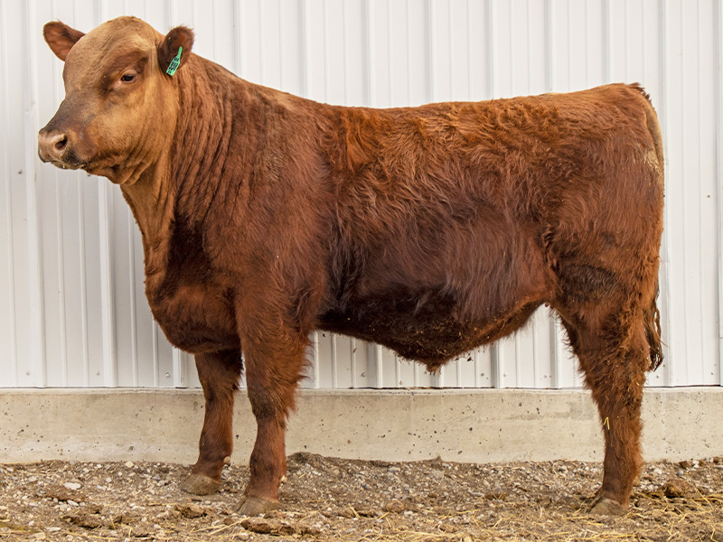 Red Angus Bull Sale Yearling Bulls | Fischer Red Angus