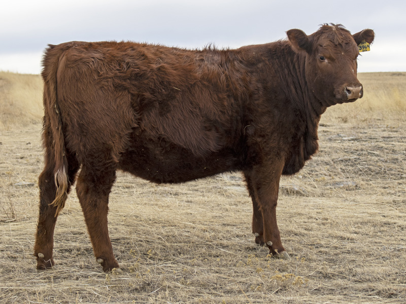 FISCHER PATTI 3964 | RED ANGUS CATTLE