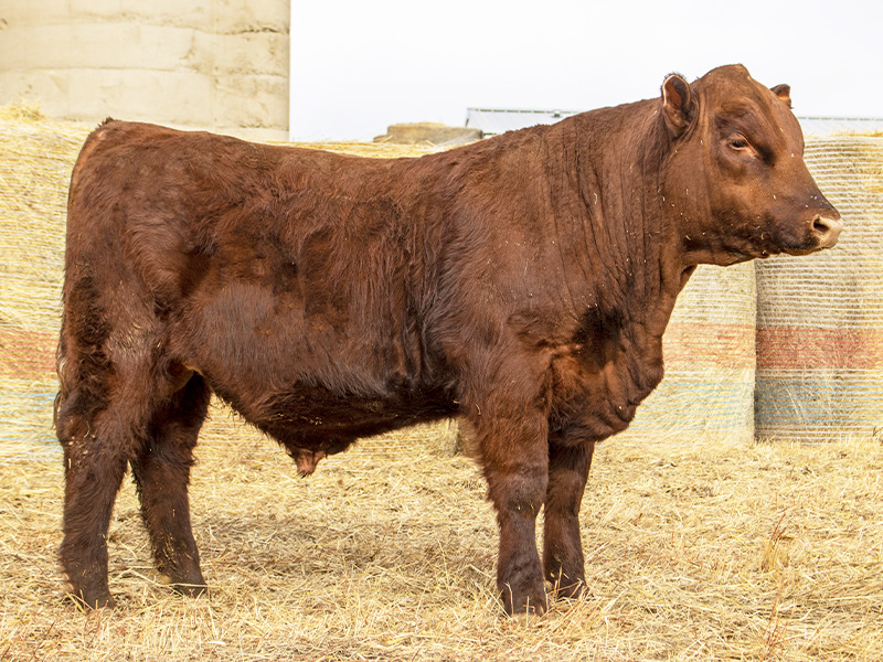 FRD MAVIC 3067 | RED ANGUS CATTLE